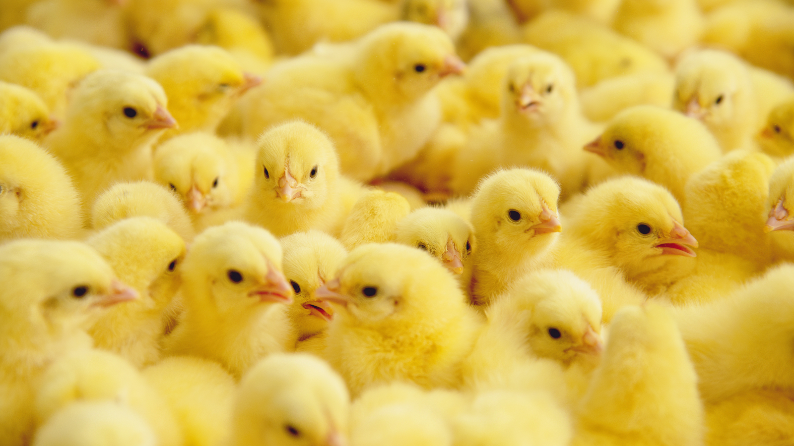 Aviculture | Service Vétérinaire Galluvet